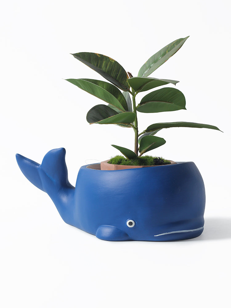 Ceramic Whale Flower Pot, Unique Garden Animal Decoration – More Angle
