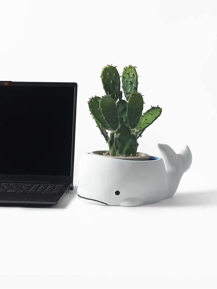 Ceramic Whale Flower Pot, Unique Garden Animal Decoration – More Angle